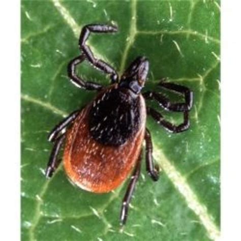 Tick Identification And Lyme Disease Hubpages