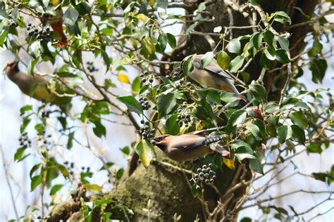 京都植物園のヒレンジャク一休さんちの野鳥撮り