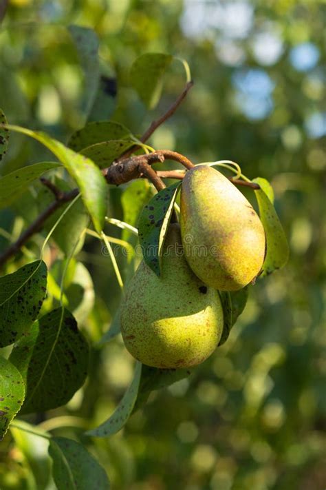 A Pair Of Ripe Pears Hanging From A Tree Branch Bathed In Sunlight