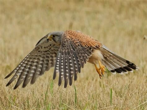 Understanding Algorithms In Programming Definition And Examples