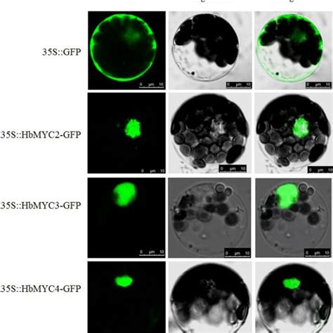 Expression Levels Of H3k27me3 And H3k4me3 Marked Genes In Wild Type And