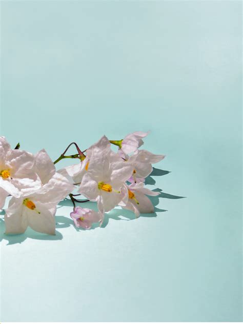 Decimals Pdf Numbers Decimal