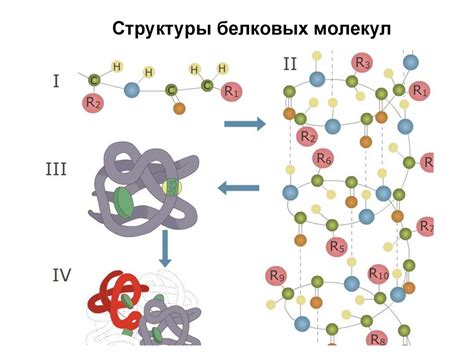 Органические вещества клетки Белки презентация онлайн