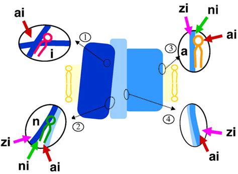Localized Solubilization Of Membrane Proteins And Lipids By Anionic Download Scientific