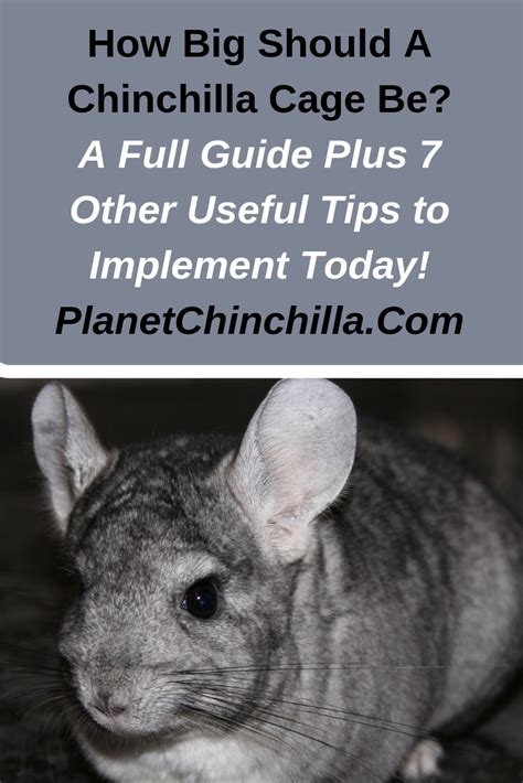 Do Chinchillas Bite Tips To Avoid Biting Completely Artofit