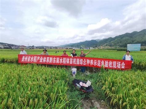 水稻现代产业体系建设，持续推动水稻产业发展和生产效率的提升 新闻动态 黔东南苗族侗族自治州农业科学院