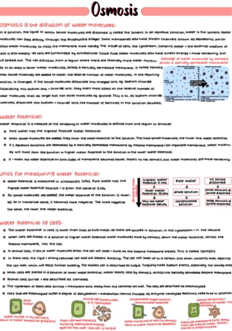 Ocr A Level Biology Notes 25 Biological Membranes A4 Printable Etsy