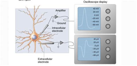 Neurobio Lecture 4 Action Potential Flashcards Quizlet