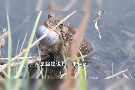 金蟾抱鲤是灾难还是吉兆？癞蛤蟆为啥要抱鲤鱼眼睛？致其死亡？