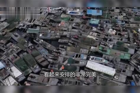 长江禁渔效果显著，水底出现超胖大鲤鱼，濒危物种陆续回归！