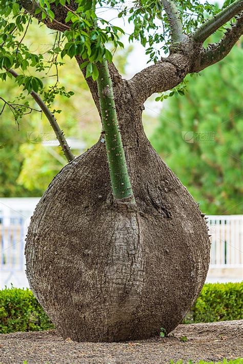 城市公园里的猴面包树素材 花瓣网