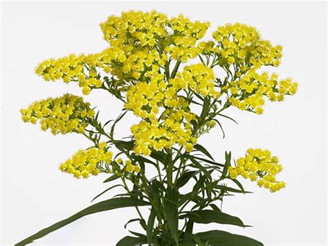 Solidago New Design