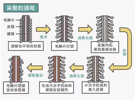 头发的皮质层 皮质层 大山谷图库