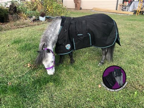 Flirty The Miniature Service Horse Home Facebook
