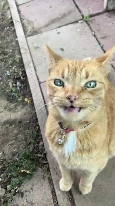 🔥 Lick Lick Lick Lick Oneorangebraincell Reddtube