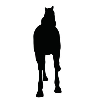 Shows De Cavalos PNG Images Vetores E Arquivos PSD Download Grátis