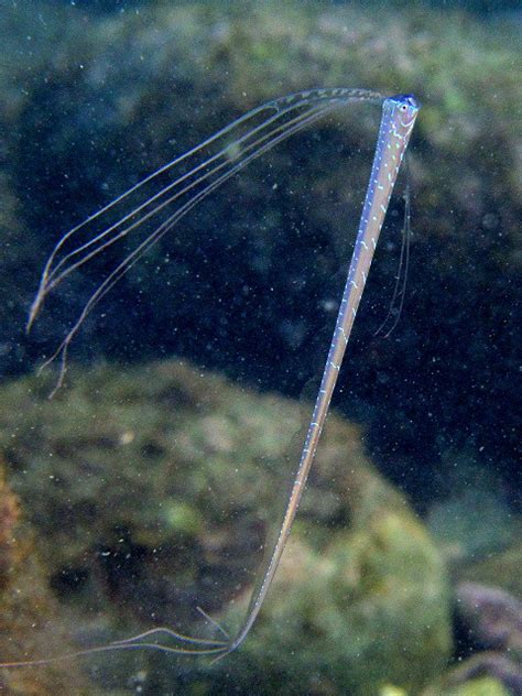 リュウグウノツカイ Izuzuki海の生き物大図鑑 笑