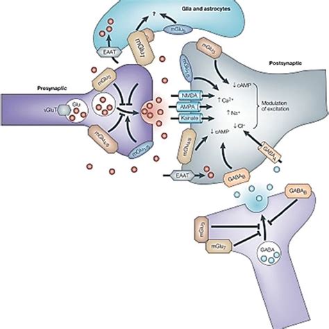 Negative And Positive Allosteric Modulators Developed By The
