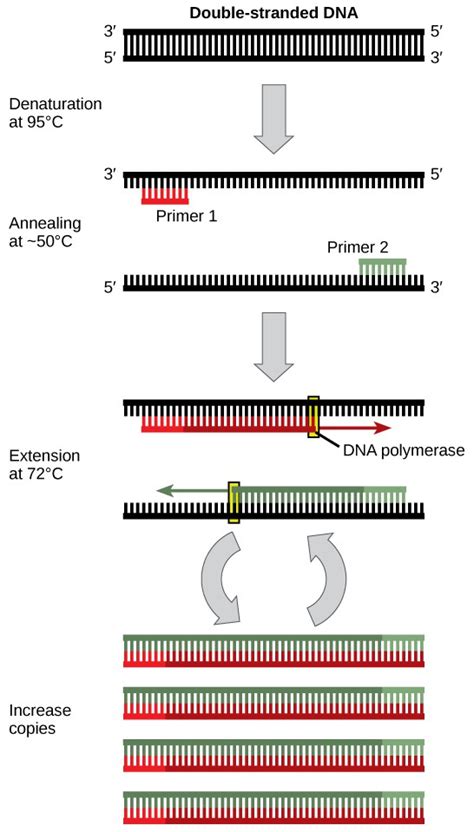 Cloning And Genetic Engineering Openstax Concepts Of Biology