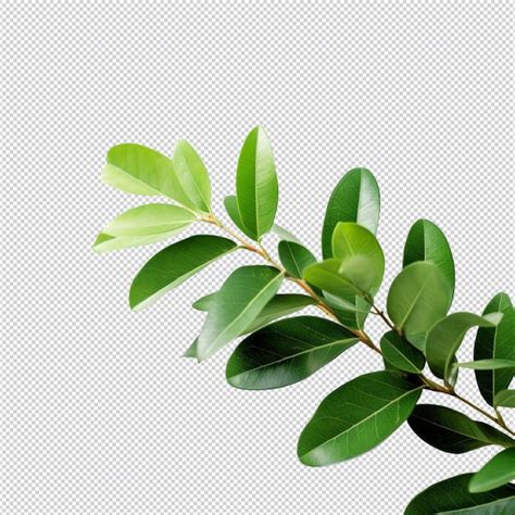 Premium Psd Tree Branch