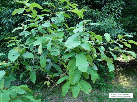 Quercus Polymorpha Schltdl And Cham