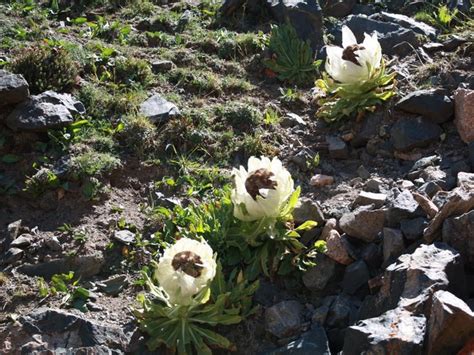 Нэн ховор ургамал болох Вансэмбэрүү цэцэг ийг хууль бусаар худалдаж байсныг илрүүлжээ Isee Mn