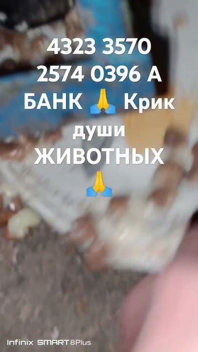 Боже помоги достучаться до людей всего Мира 🙏Нечем кормить бездомных ЖИВОТНЫХ УКРАИНЫ ХЕРСОН