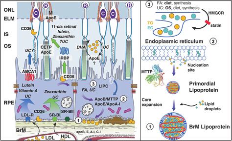 Molecular Circuitry For Production Of Bruch S Membrane Lipoproteins