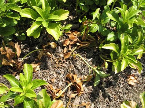 Volutella Blight Of Pachysandra