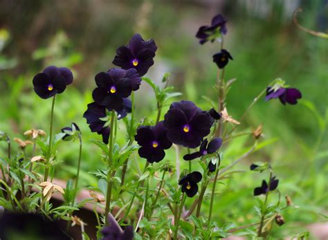 East Of The Sun And West Of The Moon 黒すみれ Black Violet