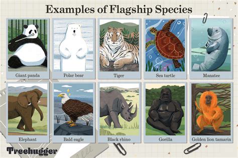 Species Examples Biology