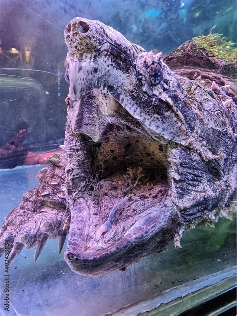 Poster The Alligator Snapping Turtle Macrochelys Temminckii Detail Of Terrible And Scary Head
