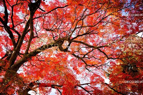 درخت پاییزی