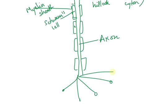 Solved Types Of Neurons Worksheet Name Date 1 On The Diagram Below