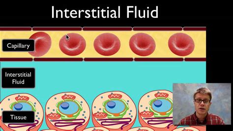 Interstitial Fluid Youtube