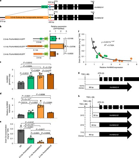 Effect Of The Sukkula Like Transposable Element Insertion On Hvhma3