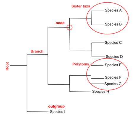 Ch Phylogenies And The History Of Life Flashcards Quizlet