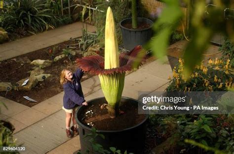 16 Kath King Photos And High Res Pictures Getty Images