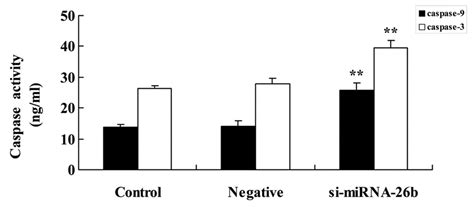 Downregulation Of Mirna 26b Inhibits Cancer Proliferation Of Laryngeal