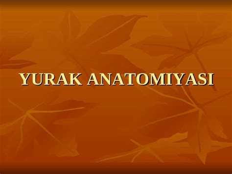 Yurak Anatomiyasi