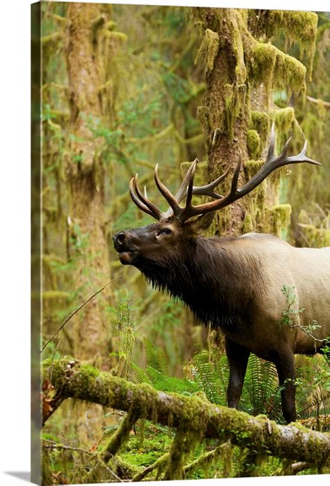 Bull Roosevelt Elk Bugling In The Hoh Rainforest Olympic Peninsula