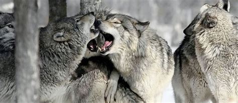 Wildbeast