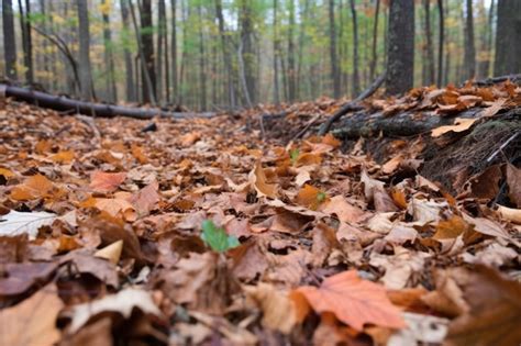 Premium Ai Image Leaf Litter And Organic Materials On Forest Floor