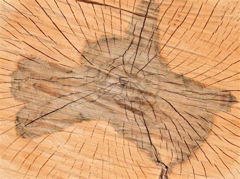 Identifying Tree Rot And Benefits Of Professional Tree Care In Bc