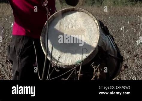 Cured Grass Stock Videos And Footage Hd And 4k Video Clips Alamy