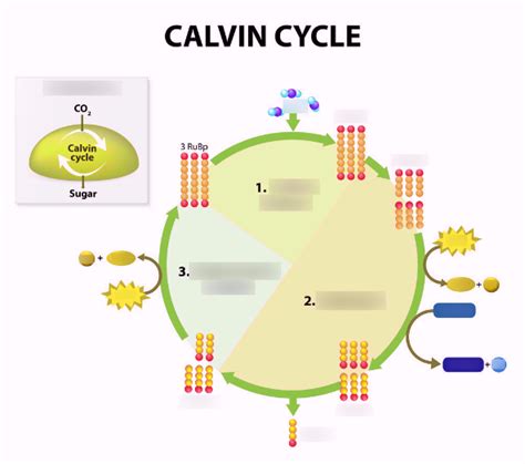 Calvin Cycle Model Diagram Quizlet