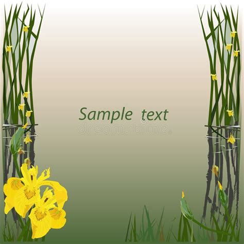 Iris Pseudacorus Stock Illustrations 24 Iris Pseudacorus Stock