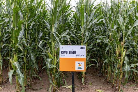 Kws Zimo My Kws Maize