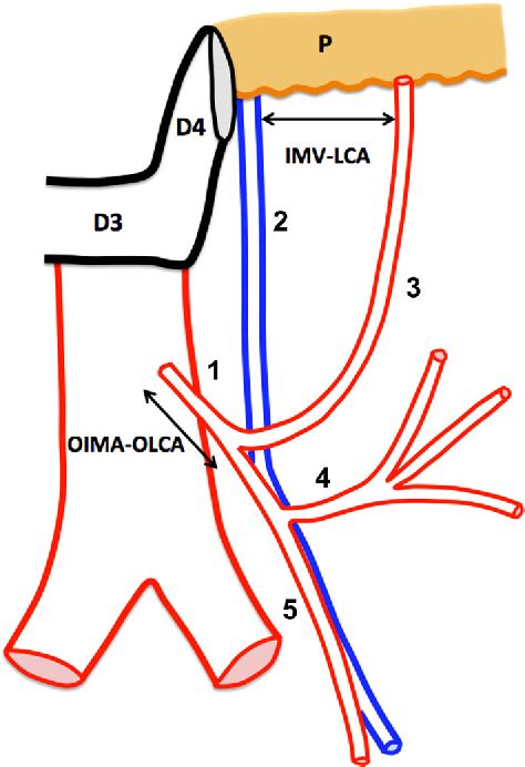 Structure Of Left Colic Artery Semantic Scholar
