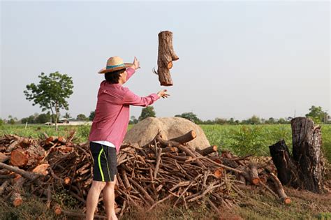 사탕수수 농장의 장작 더미에 목재를 던지고 밀 짚 모자를 쓴 사람 농부 귀여운에 대한 스톡 사진 및 기타 이미지 귀여운